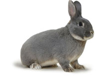 RabbitCloud Semmel: Perlfeh u. Blaue Holicer